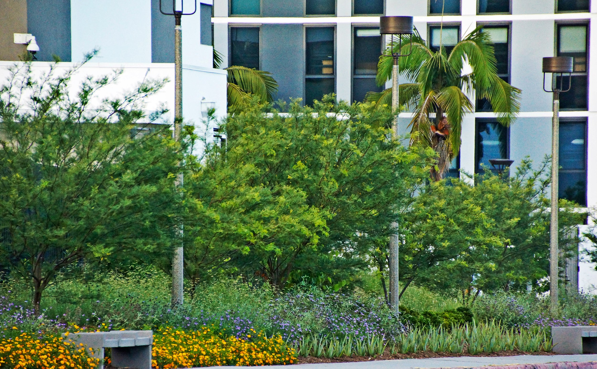 SDSU East Campus Drive — McCullough | San Diego