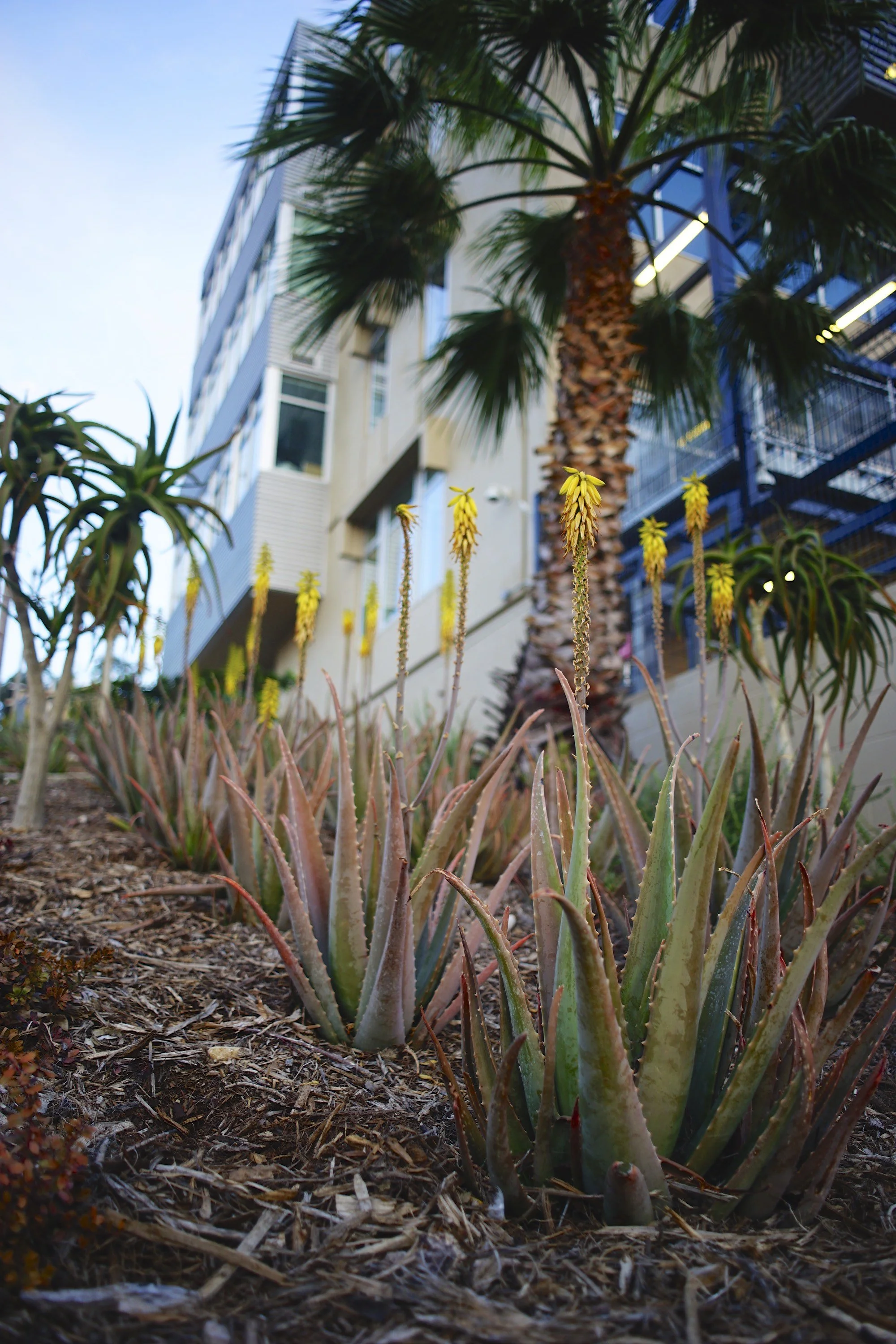 AEA Charter Middle School — McCullough | San Diego