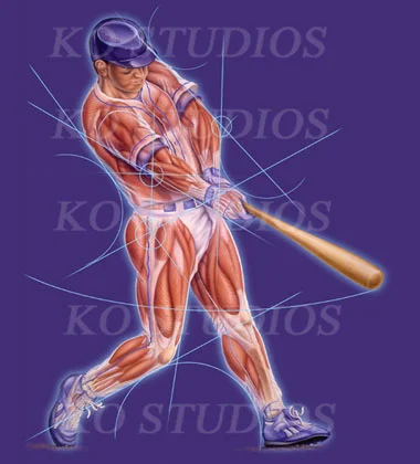 Anatomy Stock Images — KO Studios Biomedical Animation and Illustration