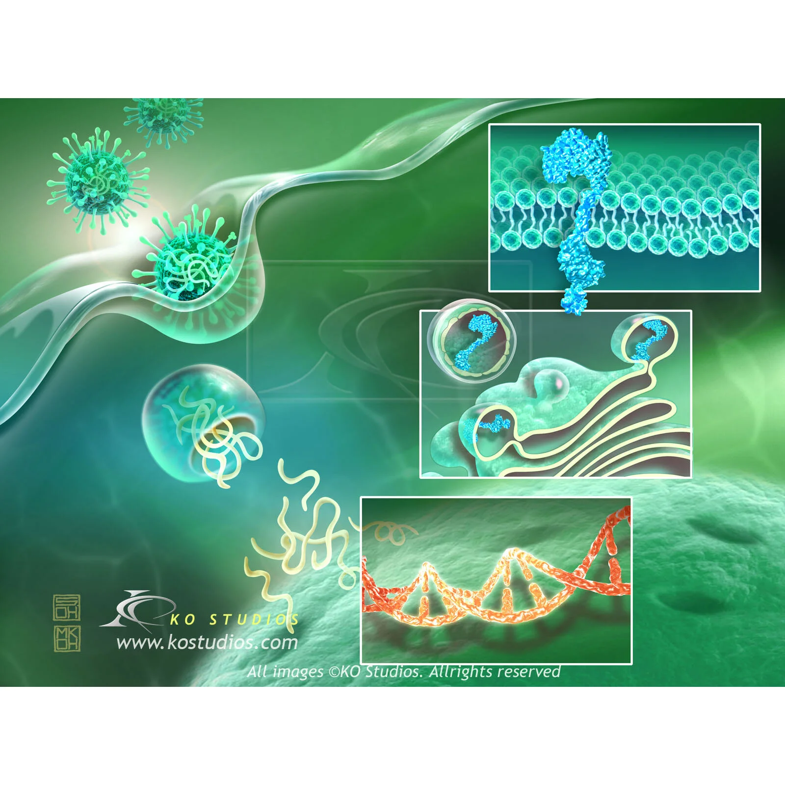 KO Studios Image Portfolio — KO Studios Biomedical Animation and ...