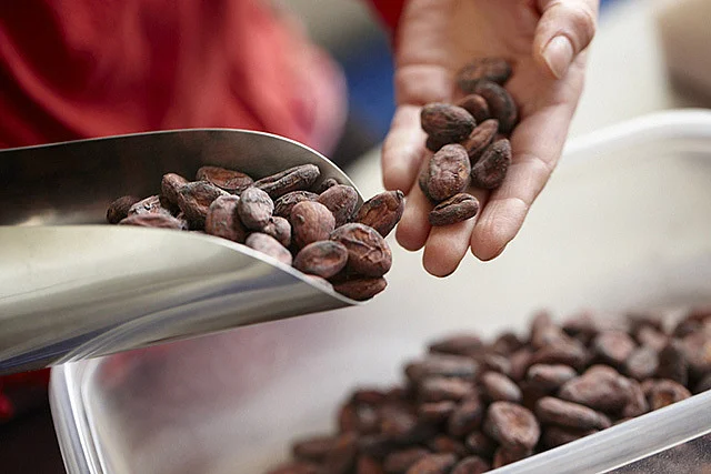 Salted Cacao Bitters — WORKHORSE RYE