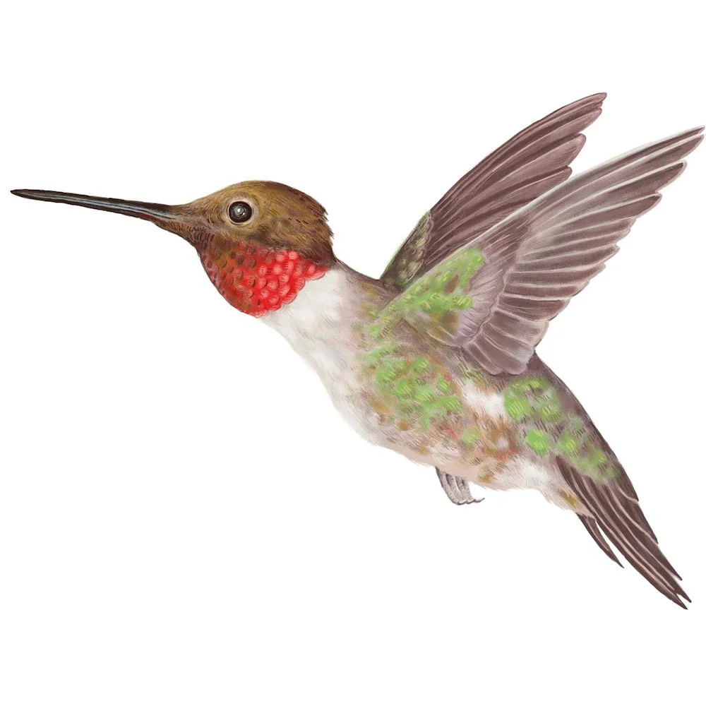 Ruby Throated Hummingbird Clipart