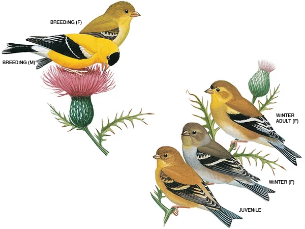 Lesser Goldfinch Winter