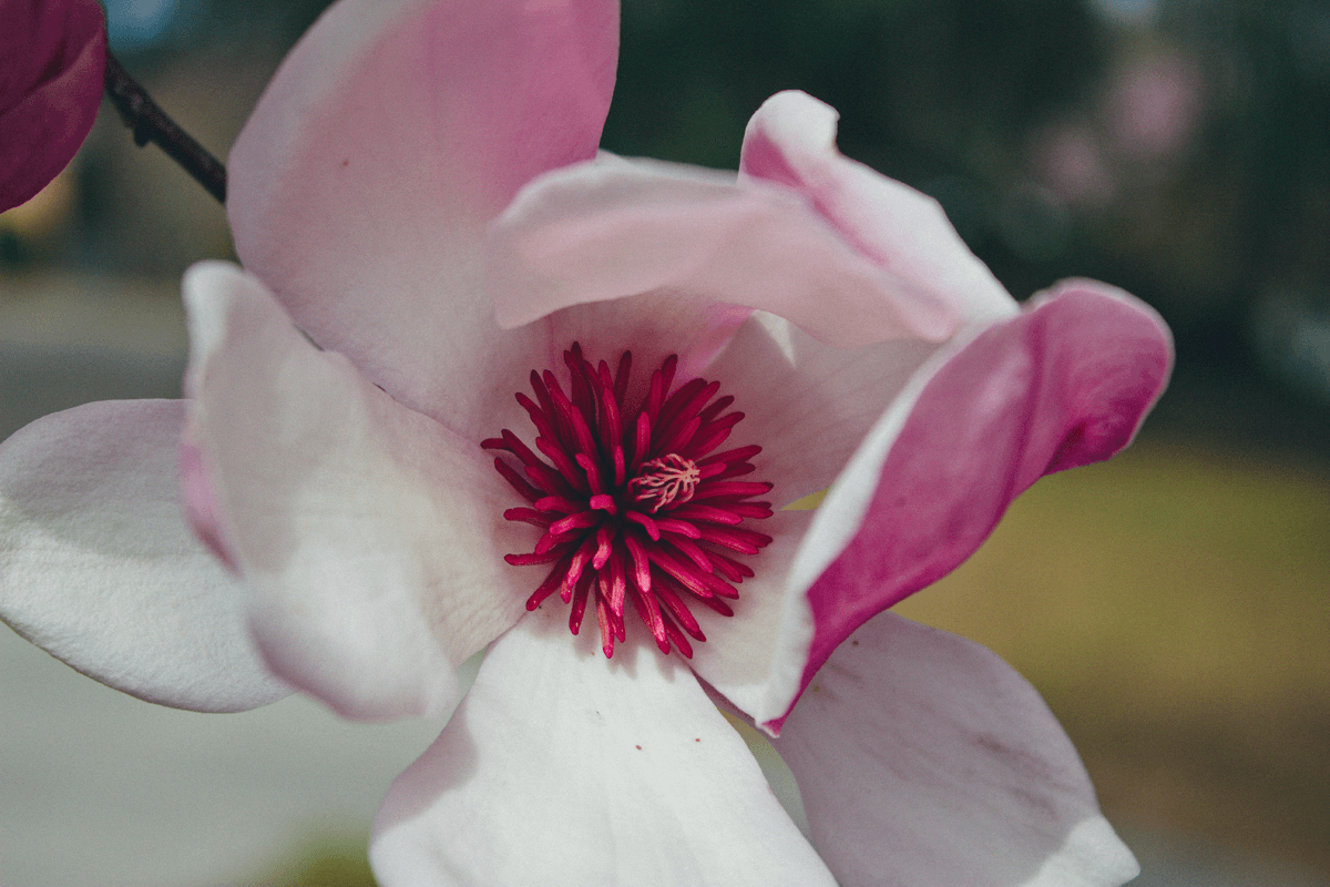 Open Pink Magnolia Flower
