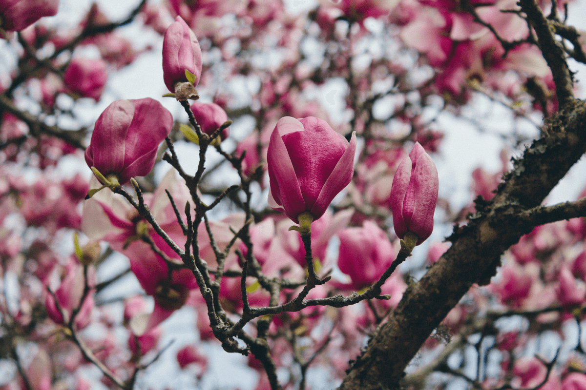 Japanese Magnolia Flower