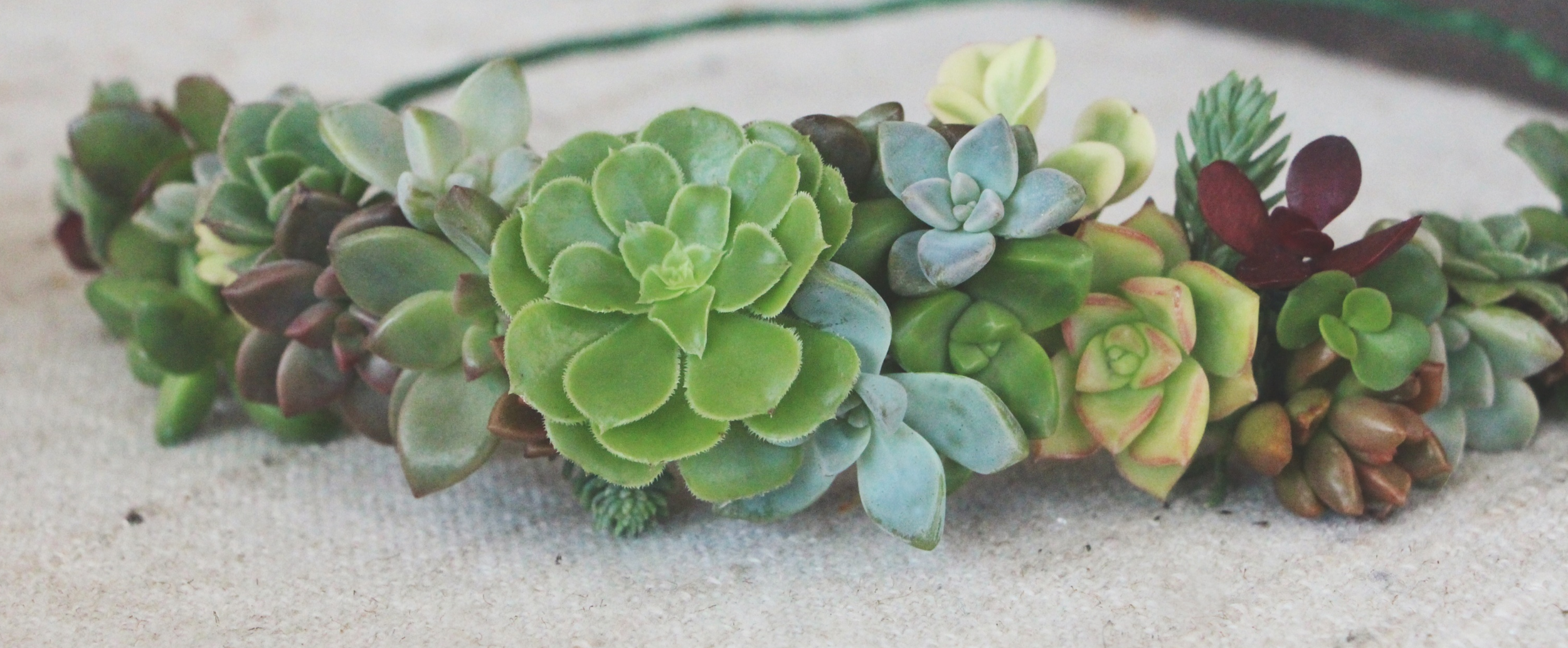 DIY Succulent Crown — Needles + Leaves