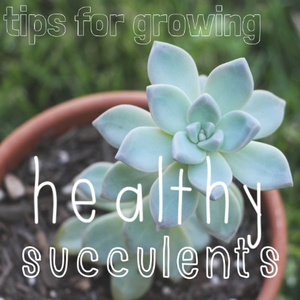Tips for Growing Healthy Succulents — Needles + Leaves