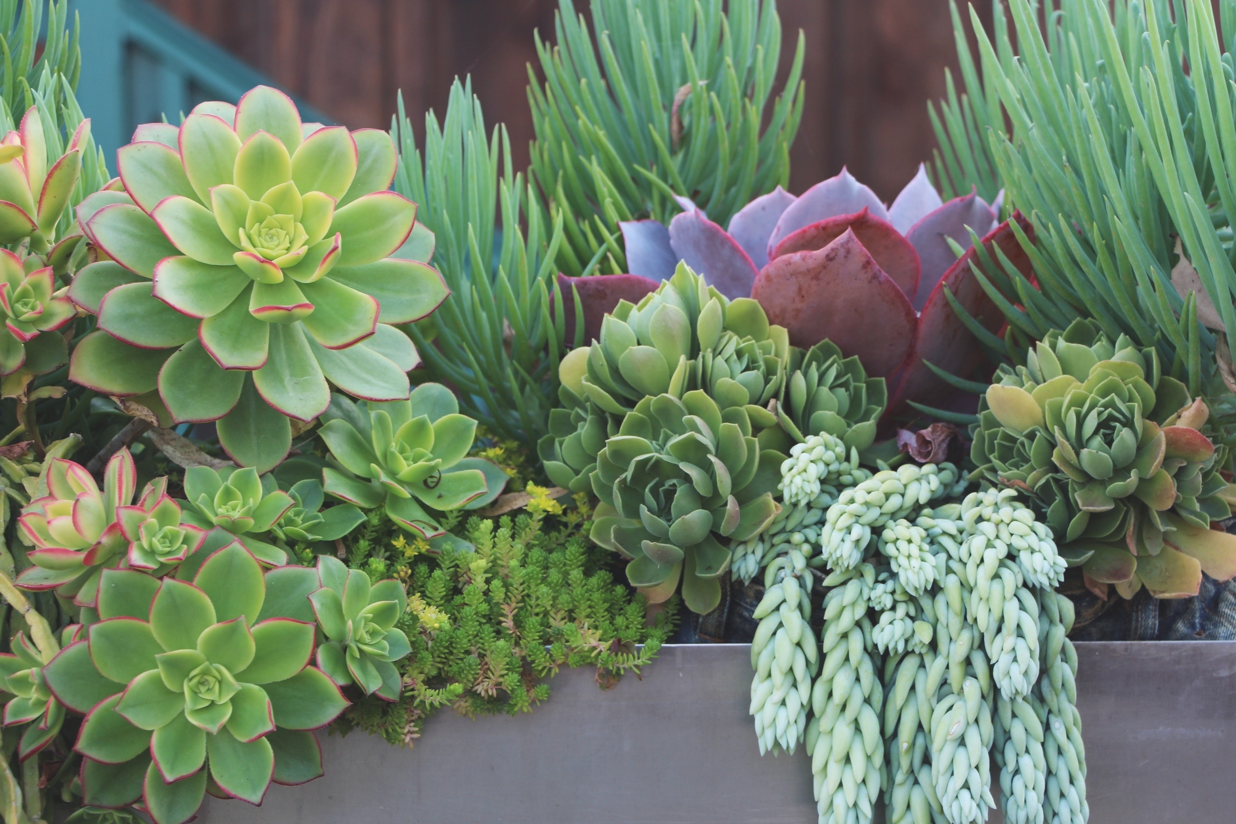 Succulent Cafe Oceanside: A Living Masterpiece — Needles + Leaves