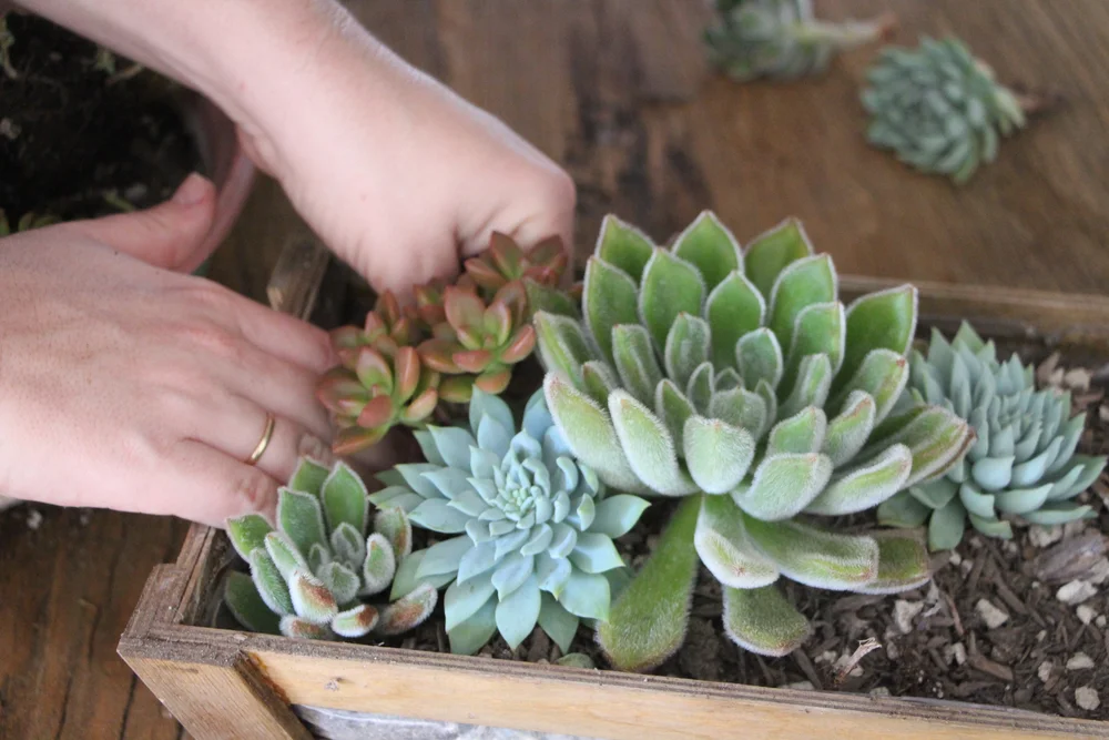 Arranging Succulents — Needles + Leaves