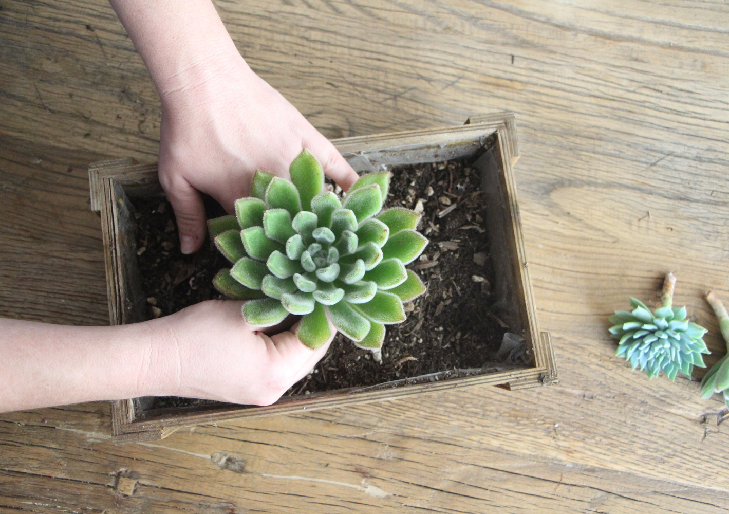 Arranging Succulents — Needles + Leaves