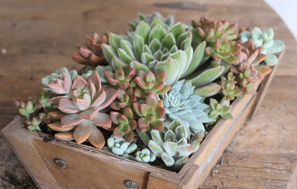 Arranging Succulents — Needles + Leaves