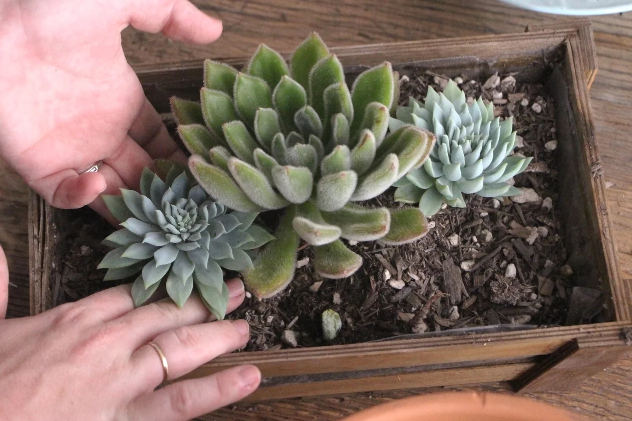 Arranging Succulents — Needles + Leaves