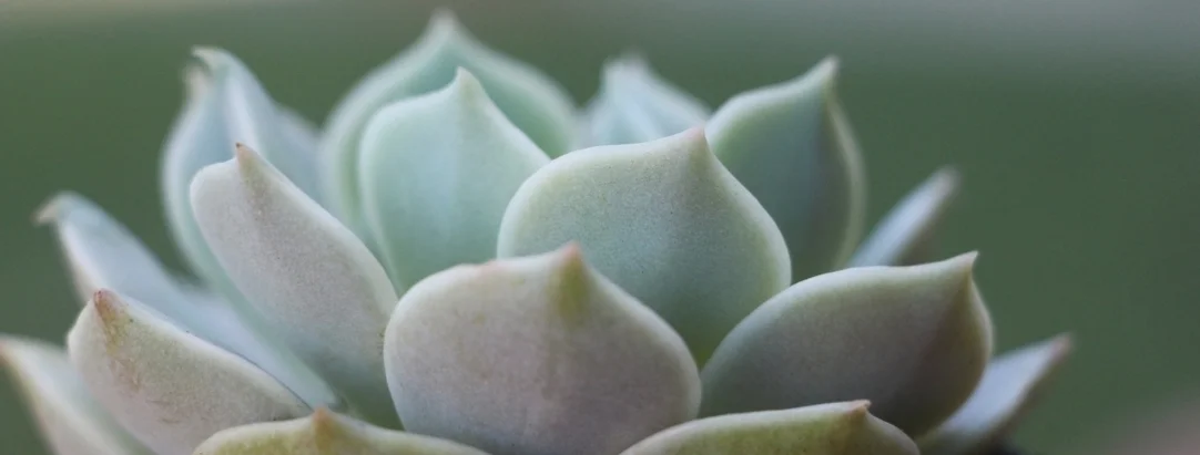 Tips for Growing Healthy Succulents — Needles + Leaves