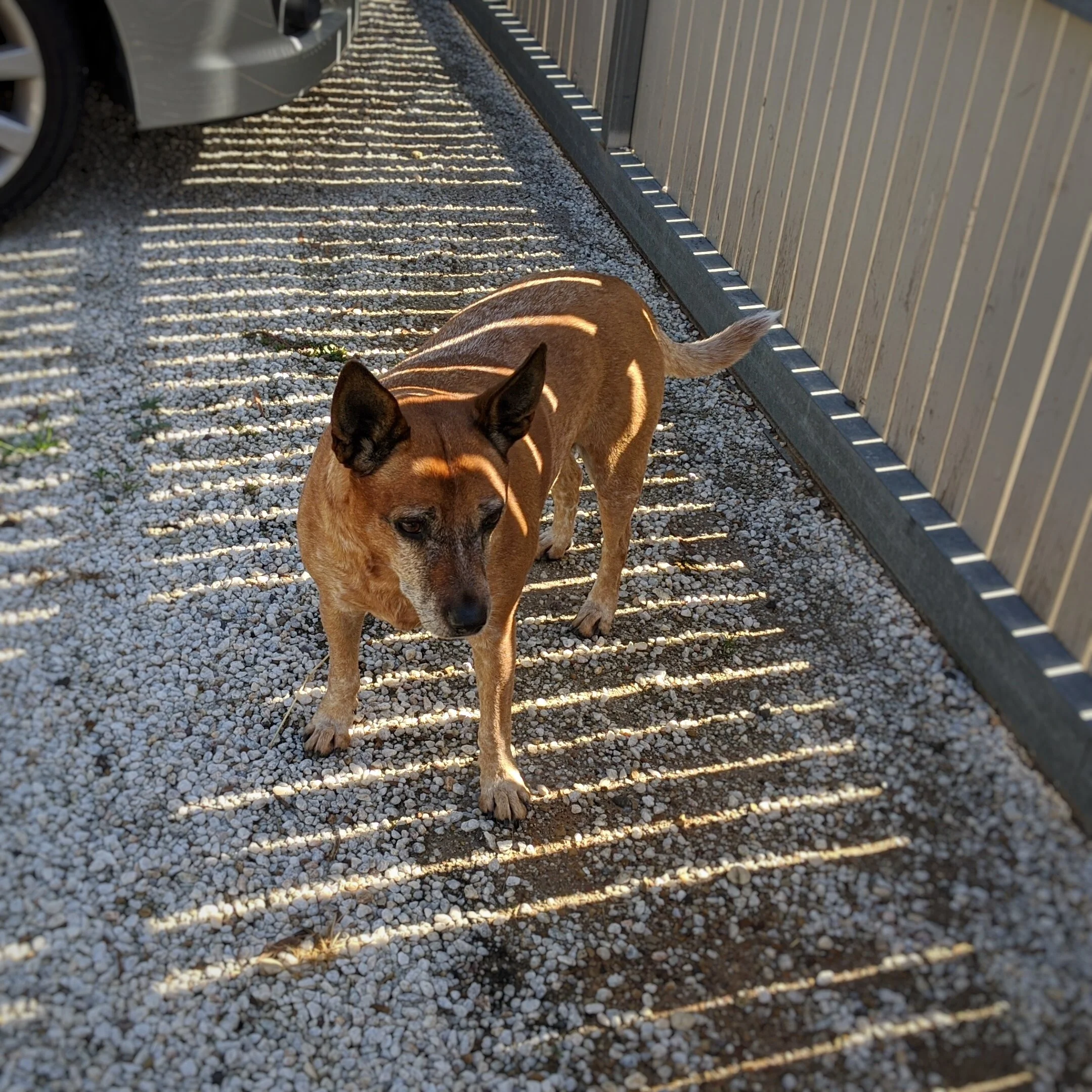 Suspicious dog is suspicious — Insanity Works