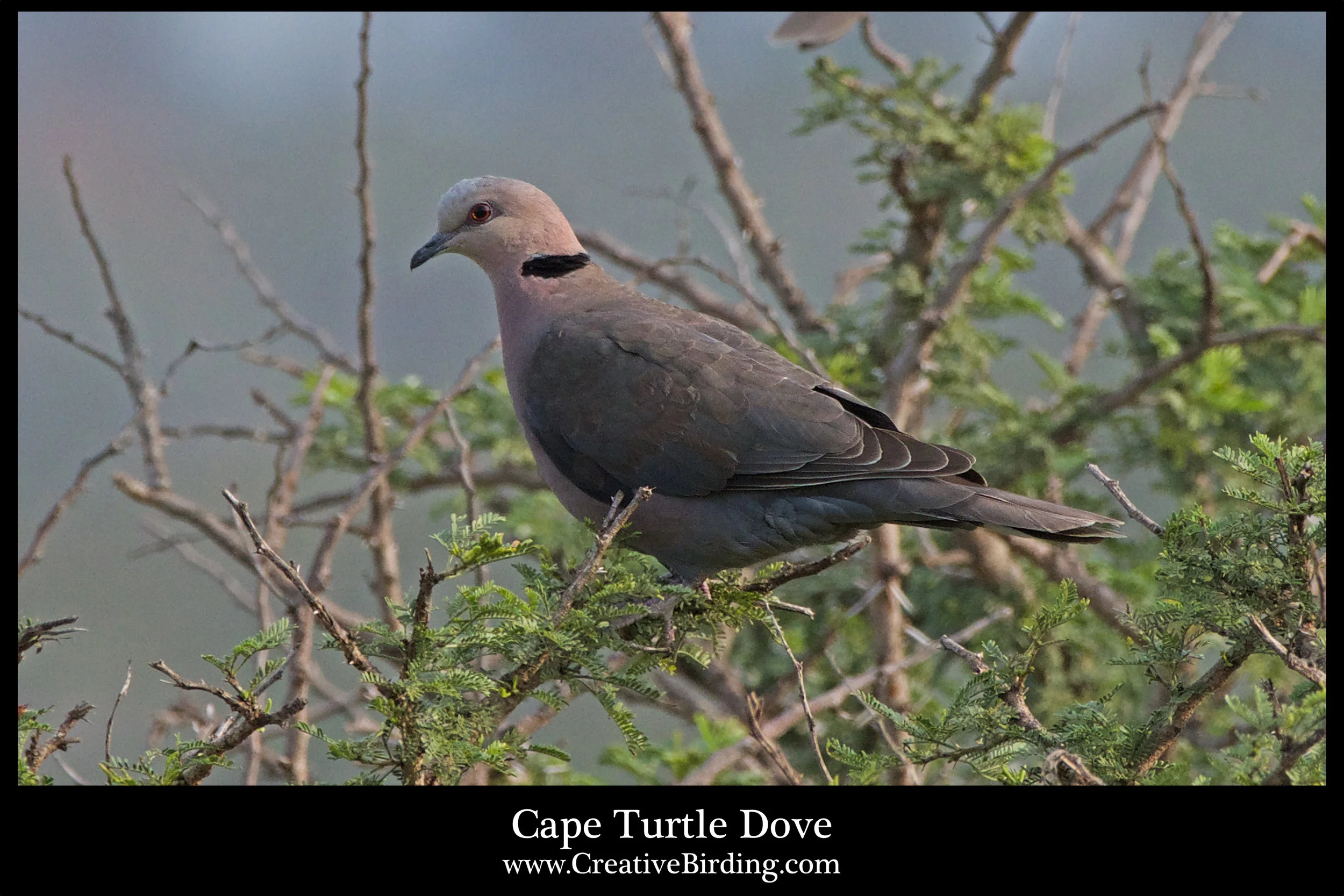 Birds of South Africa 2017 — Creative Birding