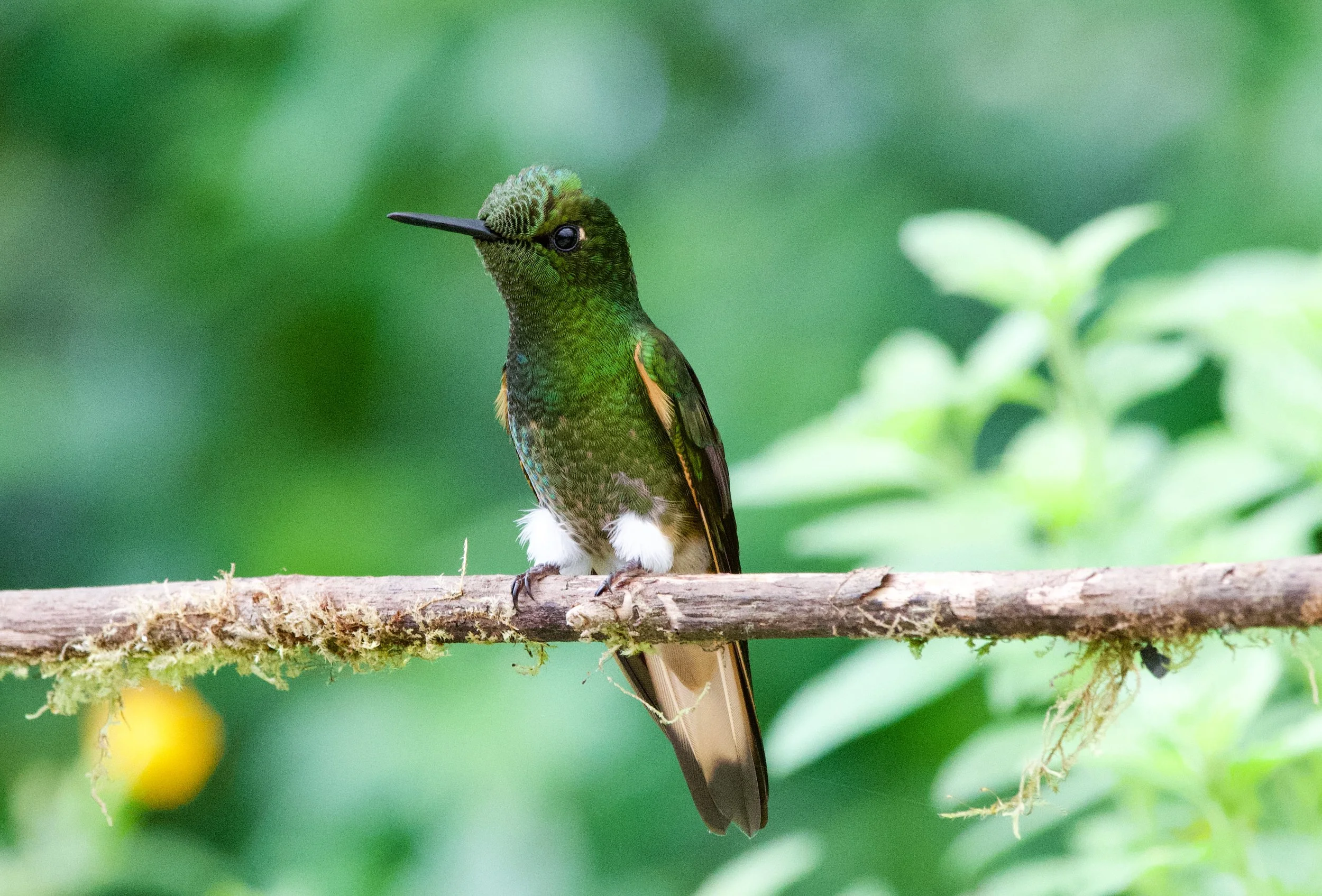 Ecuador Trip 2019 - Hummingbirds — Creative Birding
