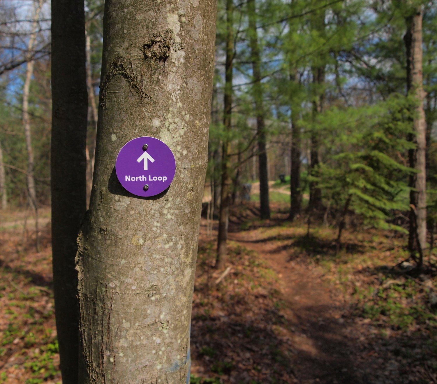 Midland City Forest Trail Wayfinding System — Gene Ullery-Smith ...