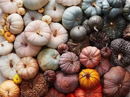 Current Obsession - Heirloom Pumpkins and Unexpected Fall Colors ...