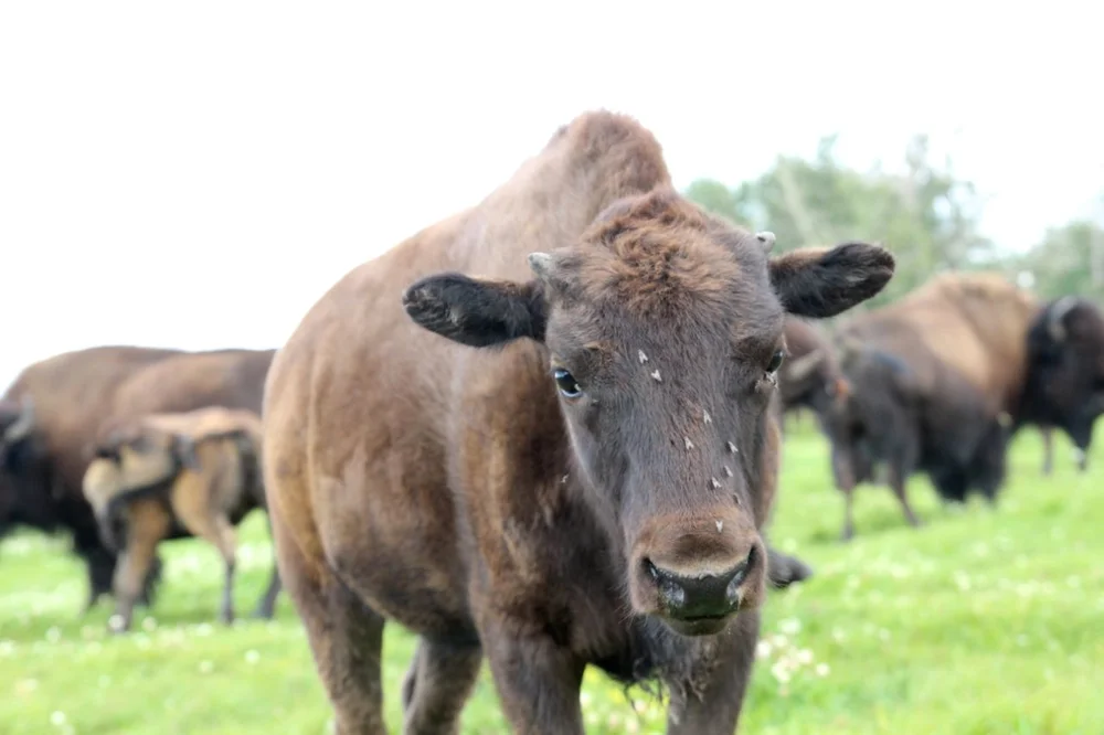 Surrounded by Curious Beasts — FEAST: An Edible Road Trip