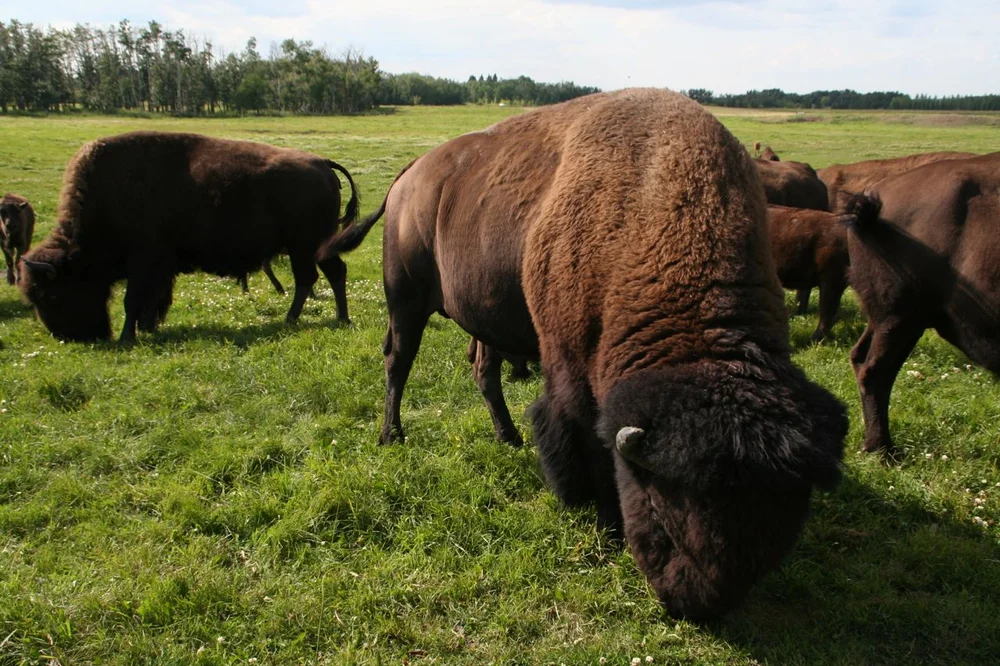 Surrounded by Curious Beasts — FEAST: An Edible Road Trip