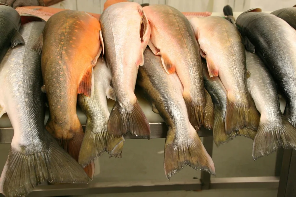 A "Welcome Kablunaaq" Dinner — FEAST: An Edible Road Trip