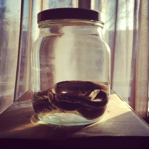 WET SPECIMENS - A GENERAL GUIDE — mickey alice kwapis