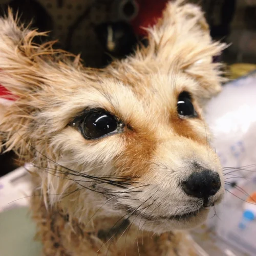 BEFORE & AFTER: FENNEC FOX — mickey alice kwapis
