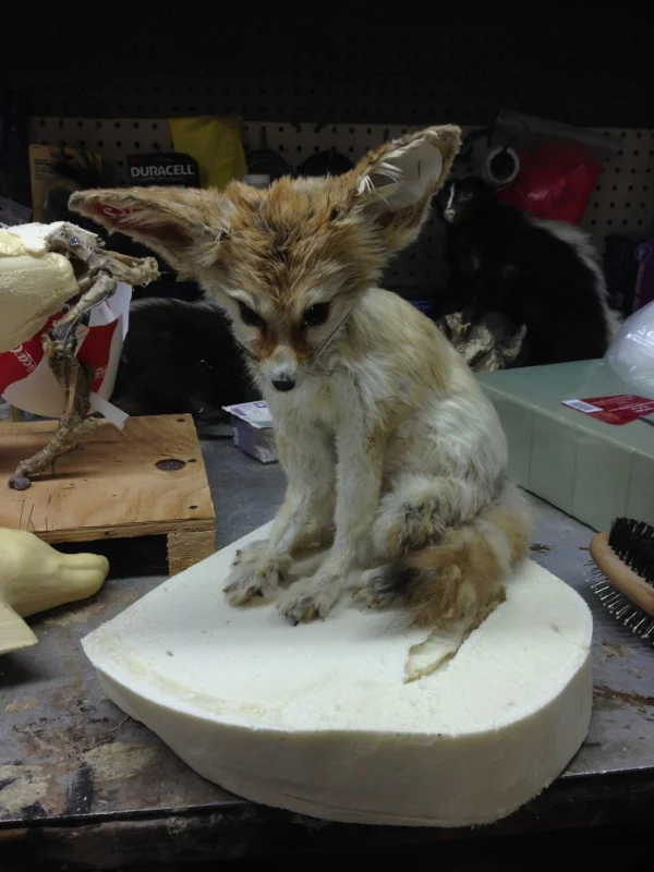 BEFORE & AFTER: FENNEC FOX — mickey alice kwapis