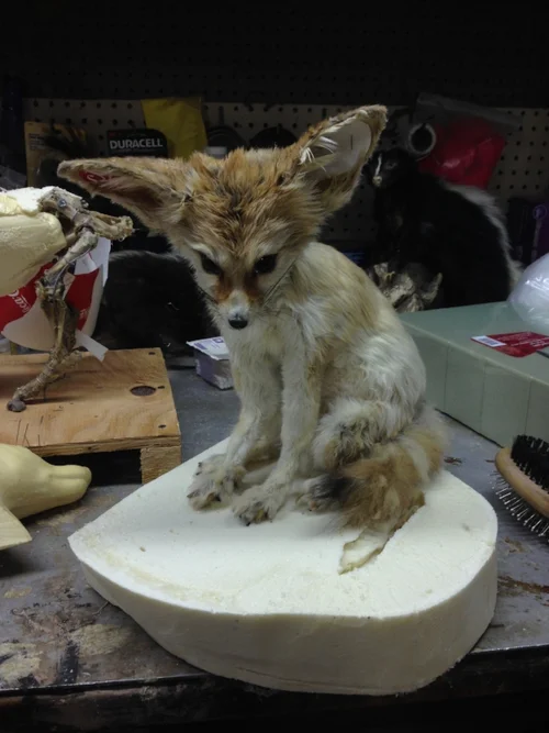 BEFORE & AFTER: FENNEC FOX — mickey alice kwapis