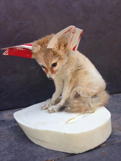 BEFORE & AFTER: FENNEC FOX — mickey alice kwapis