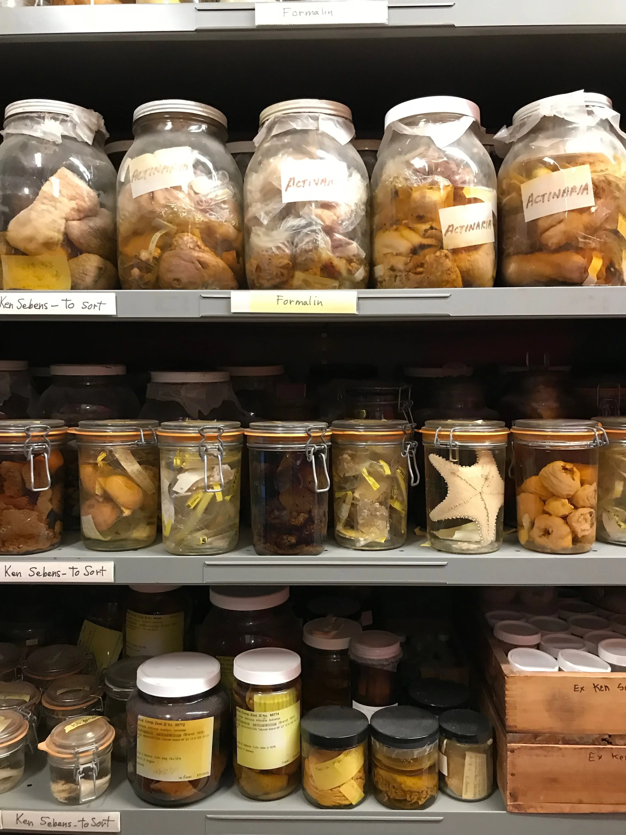 WET SPECIMENS: AN UPDATED POST (WITH A LITTLE HISTORY LESSON) — mickey ...