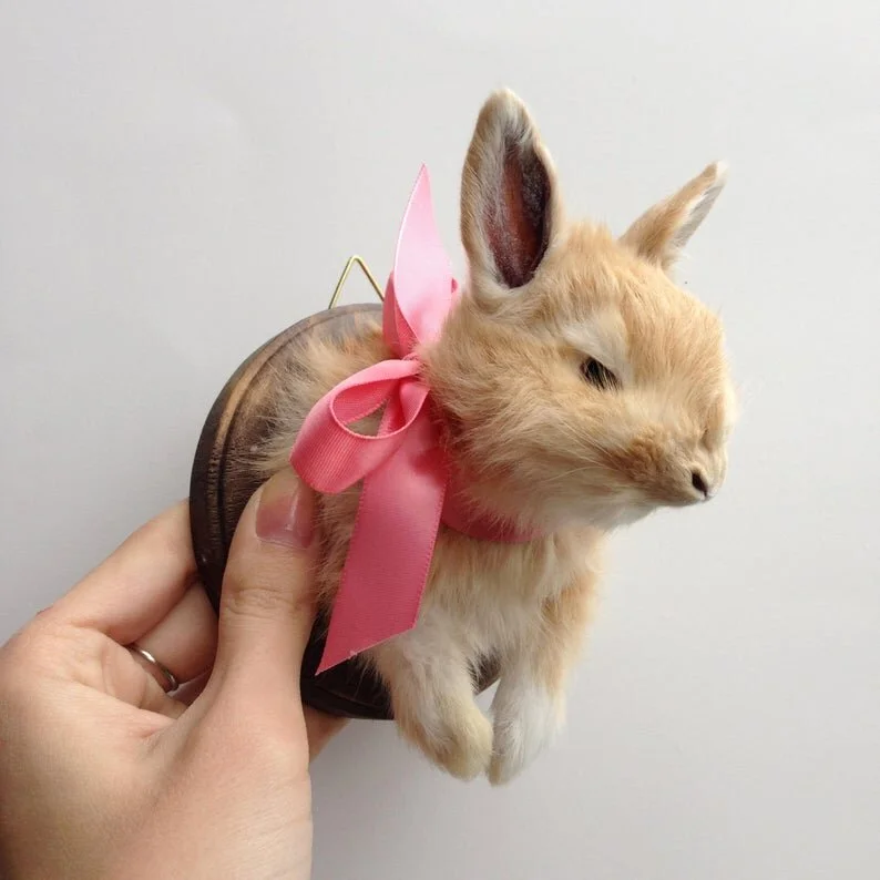 Specimens & Kits — mickey alice kwapis