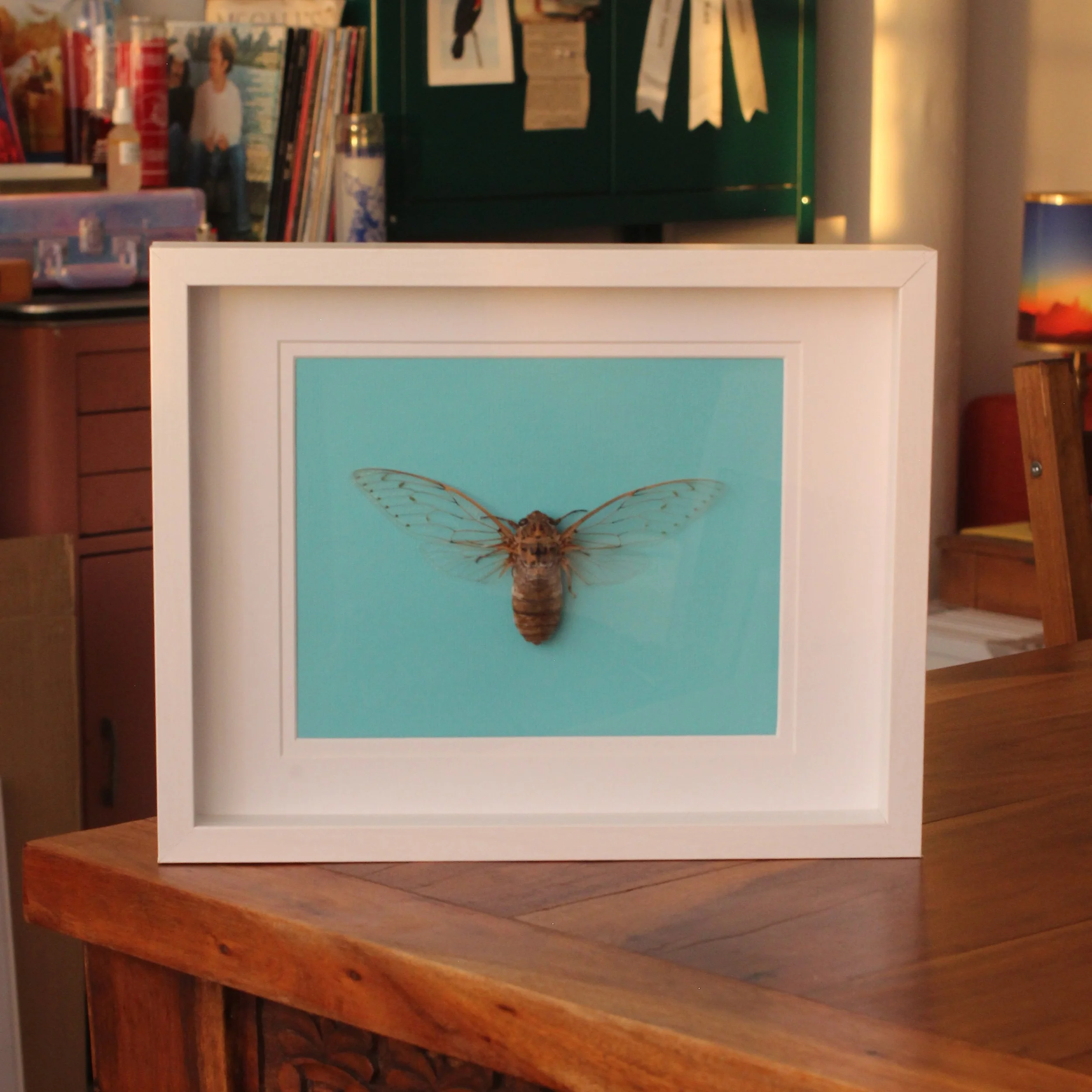 Specimens & Kits — mickey alice kwapis