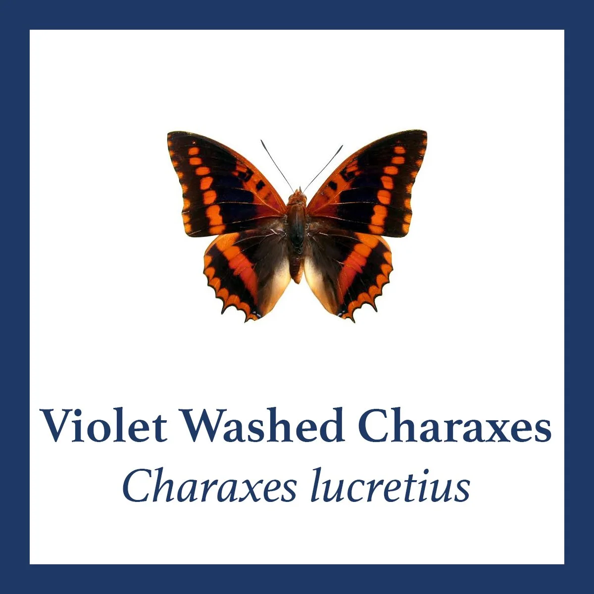 Specimens & Kits — mickey alice kwapis