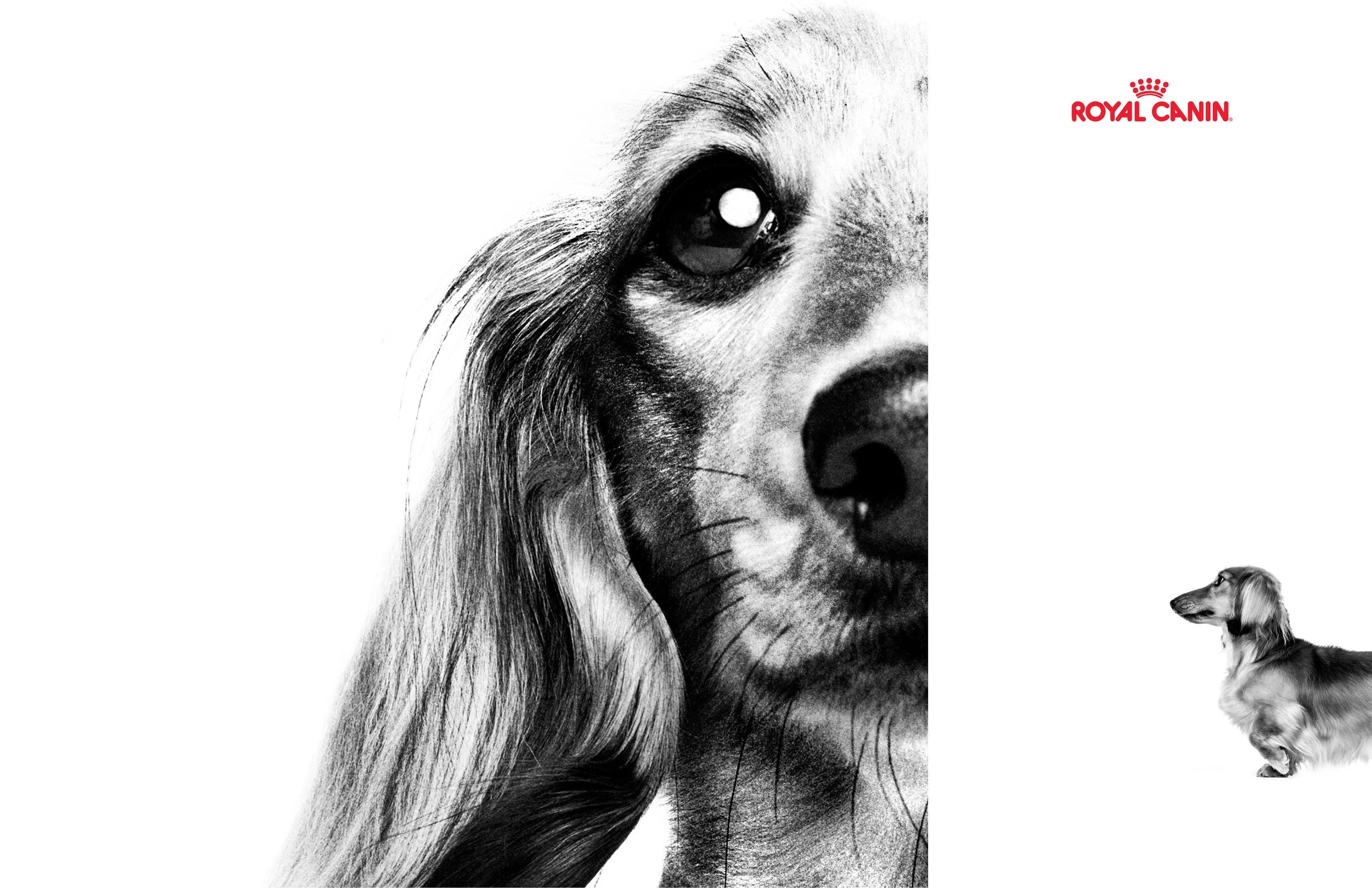 MORE — Dylan Ostrow