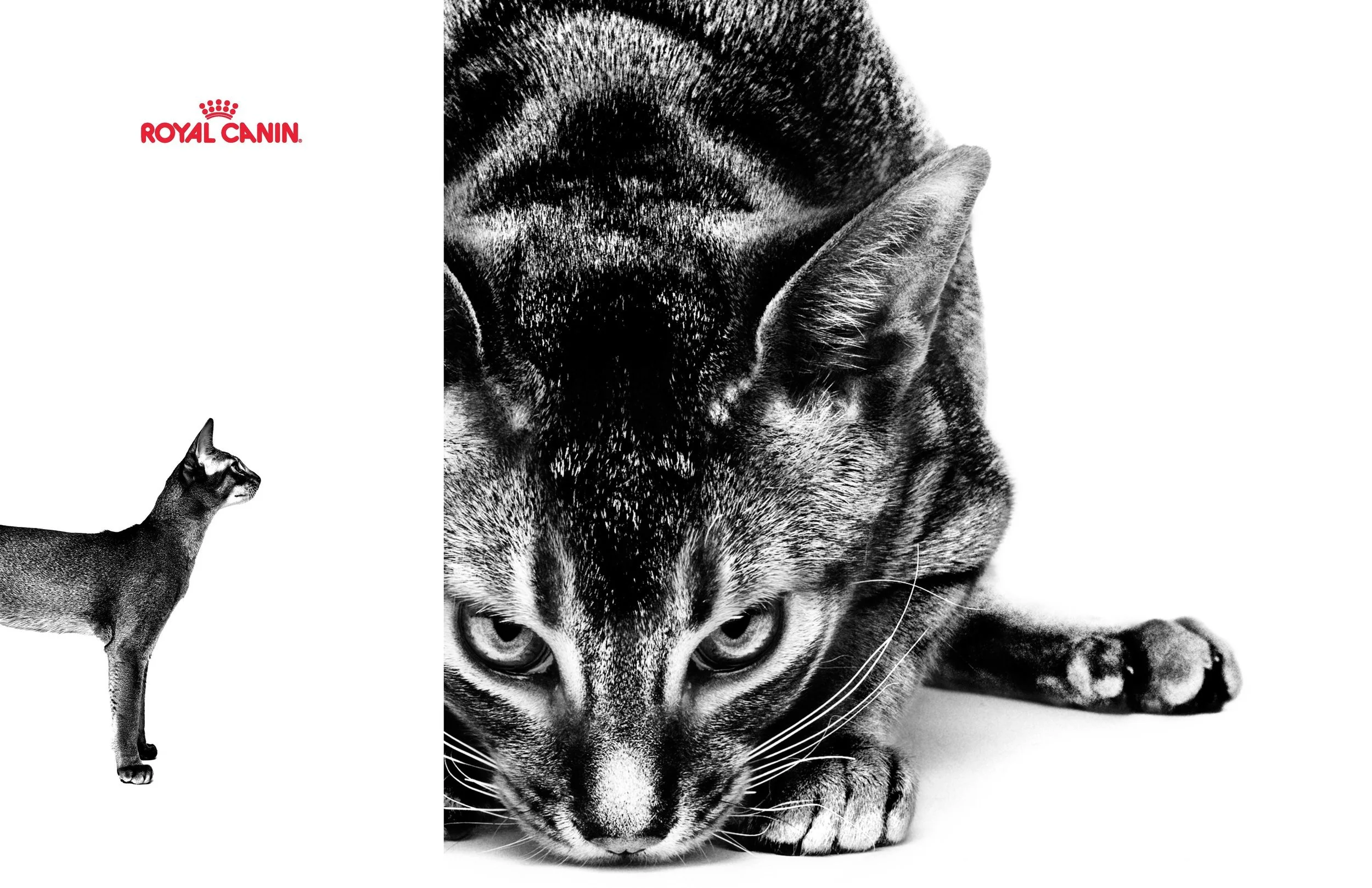 MORE — Dylan Ostrow