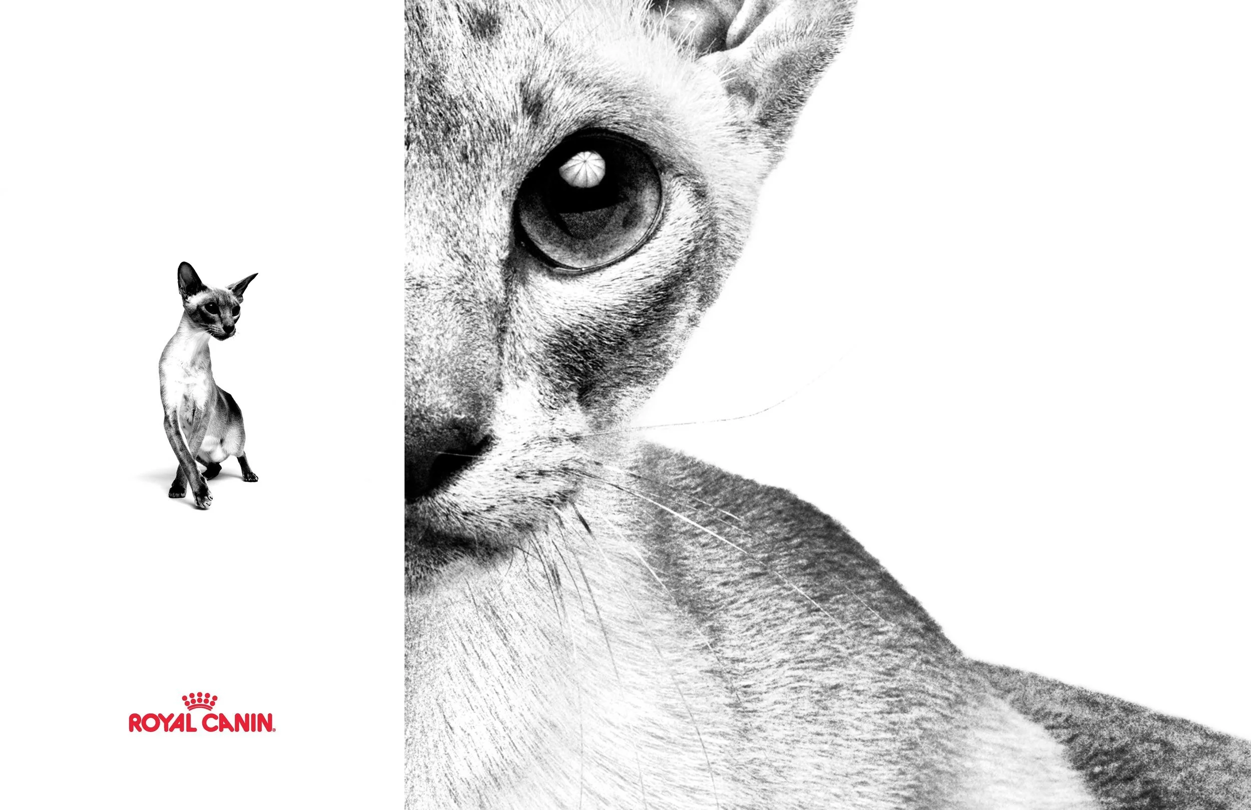 MORE — Dylan Ostrow