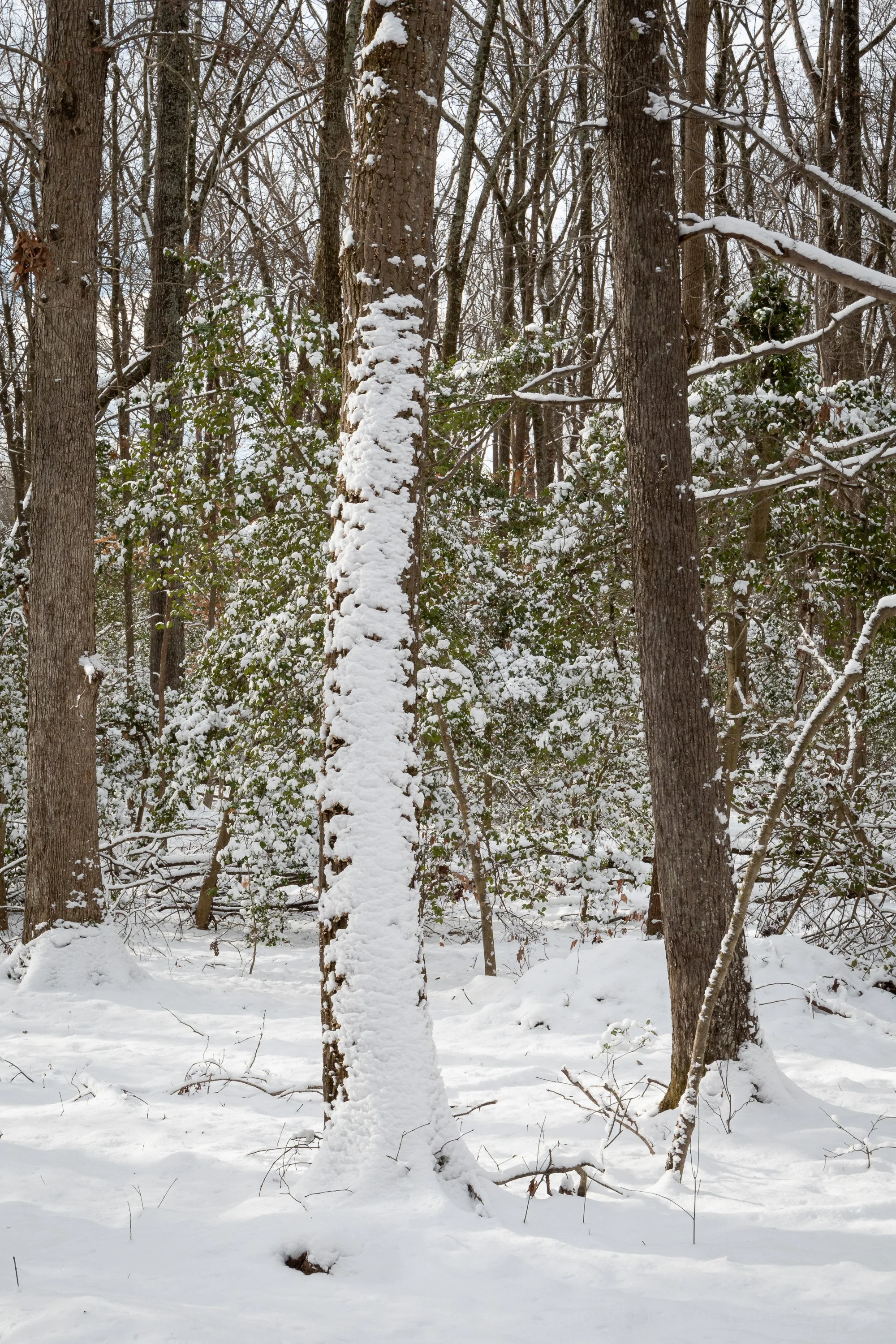 Mason Neck Great Marsh in Snow — Todd Henson Photography