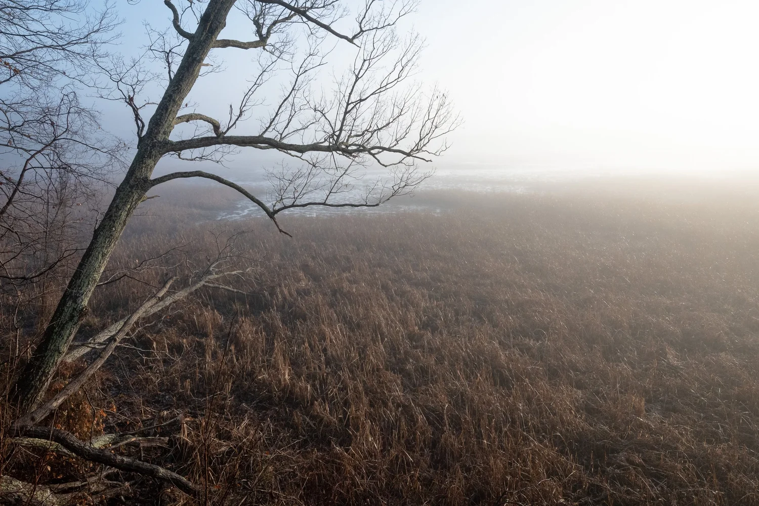 Foggy Morning in the Forest — Todd Henson Photography