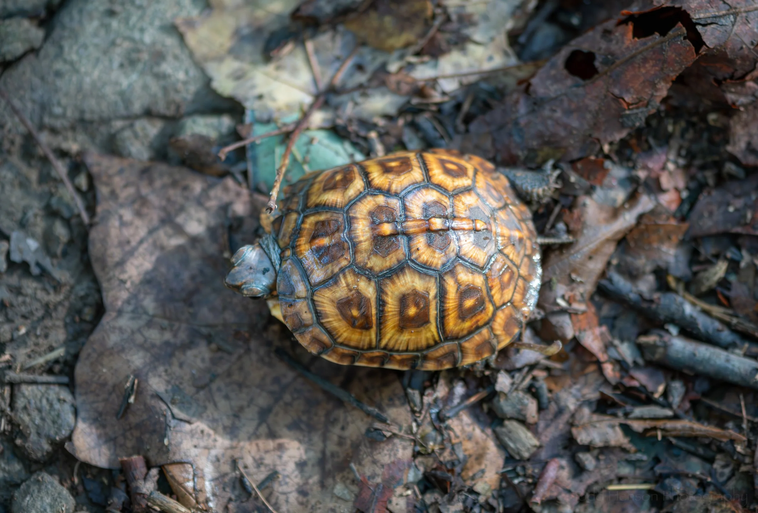 Adolescent Eastern Box Turtle — Todd Henson Photography