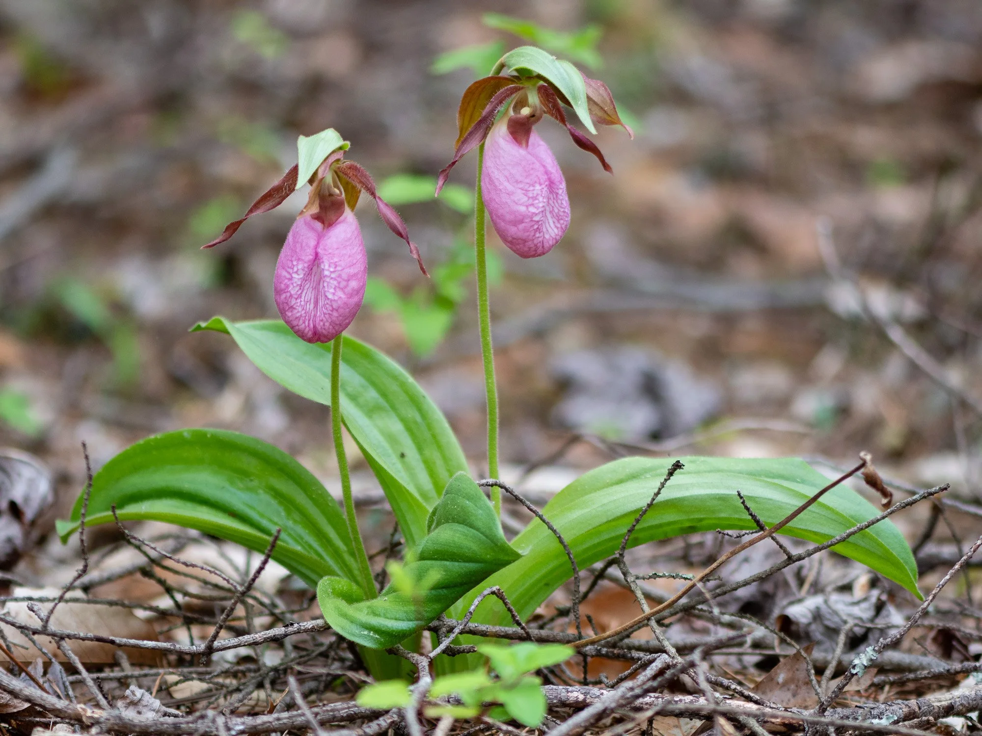 Stages of Growth of Pink Lady’s Slipper Orchids — Todd Henson Photography