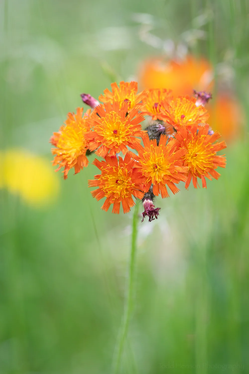 Devil’s Paintbrush — Todd Henson Photography
