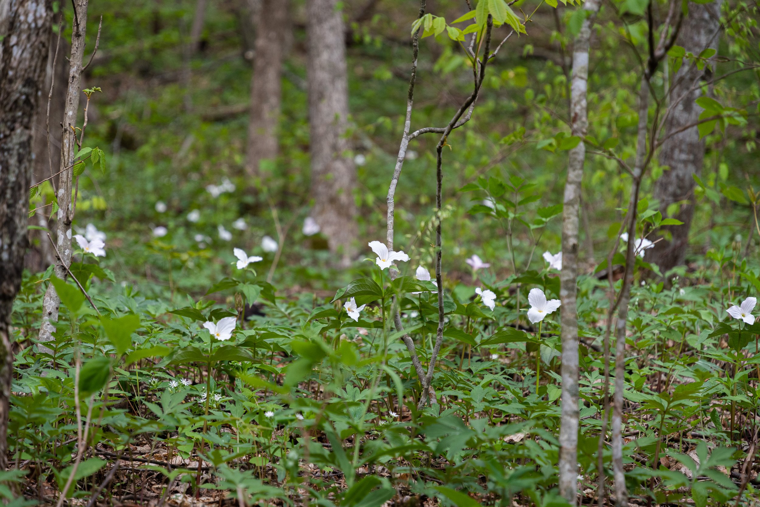 My First White Trilliums - Shenandoah National Park — Todd Henson ...