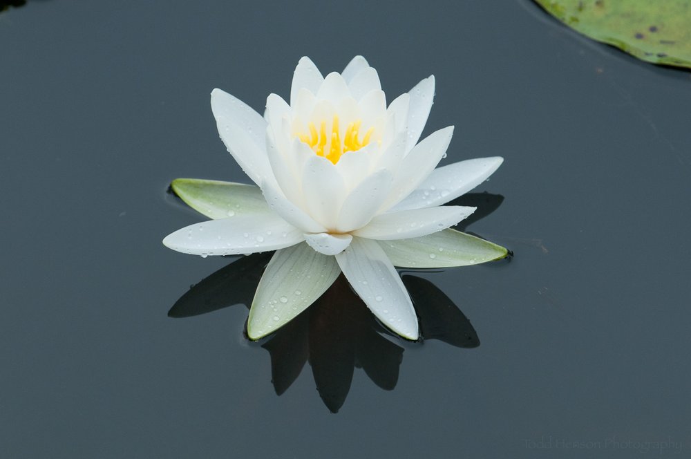 White Water Lily - The Story Behind the Image — Todd Henson Photography