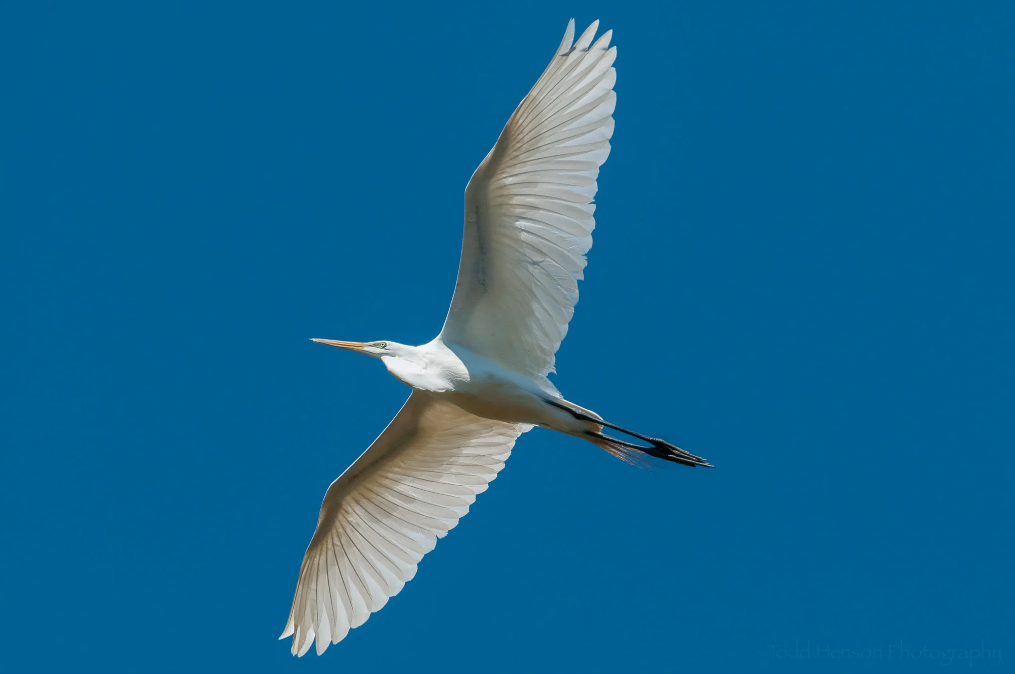 Great Egret - Field Notes Update — Todd Henson Photography