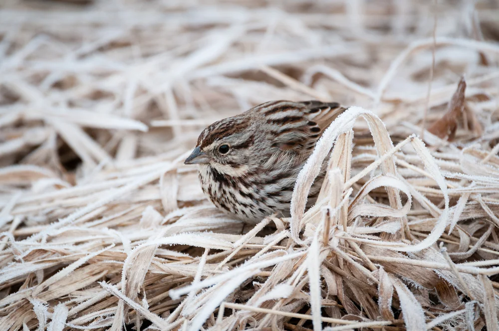 Song Sparrow on a Frosty Morning — Todd Henson Photography