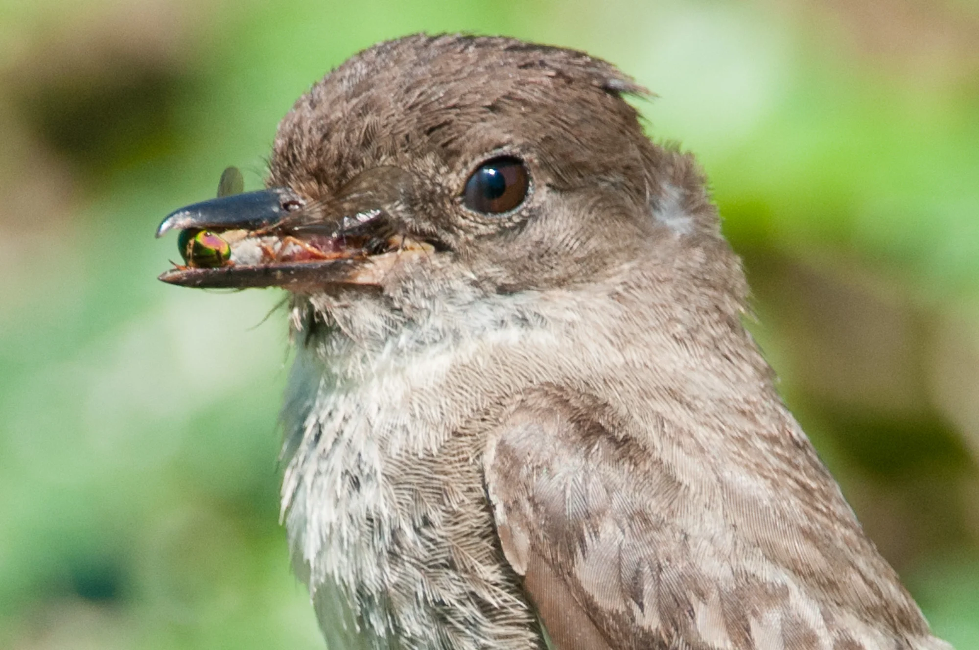 Examples of Bird's Third Eyelid - The Nictitating Membrane — Todd ...