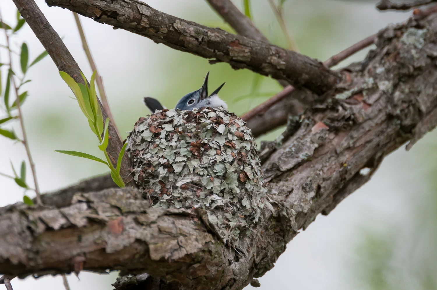 Nesting Blue-Gray Gnatcatchers — Todd Henson Photography