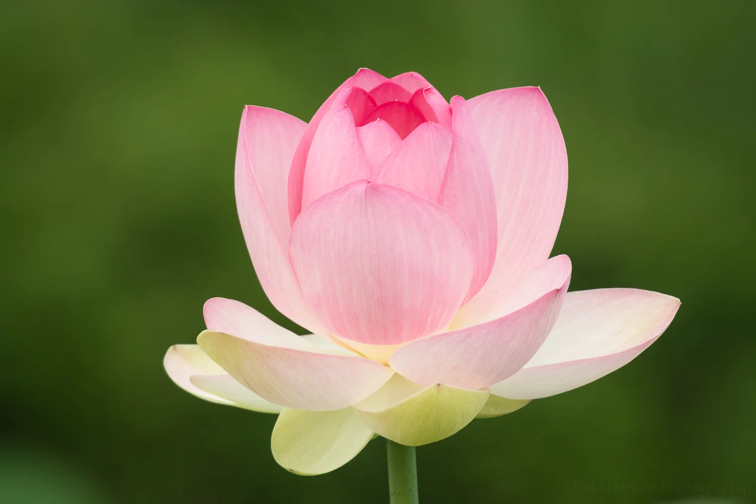 Stages of a Lotus Flower Blooming at Kenilworth Aquatic Gardens — Todd ...