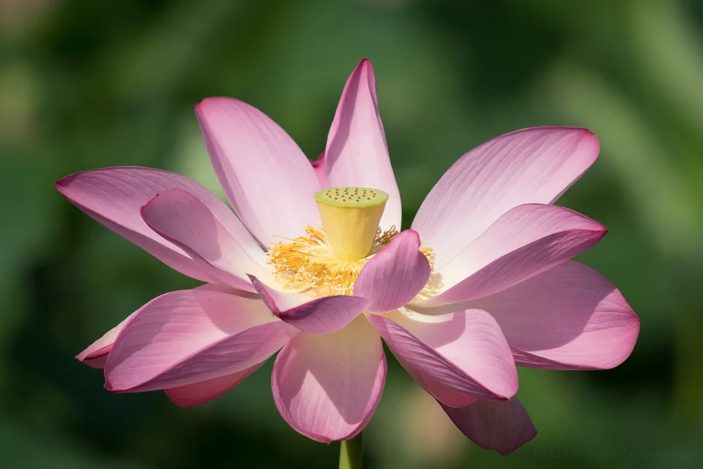 Stages of a Lotus Flower Blooming at Kenilworth Aquatic Gardens — Todd ...